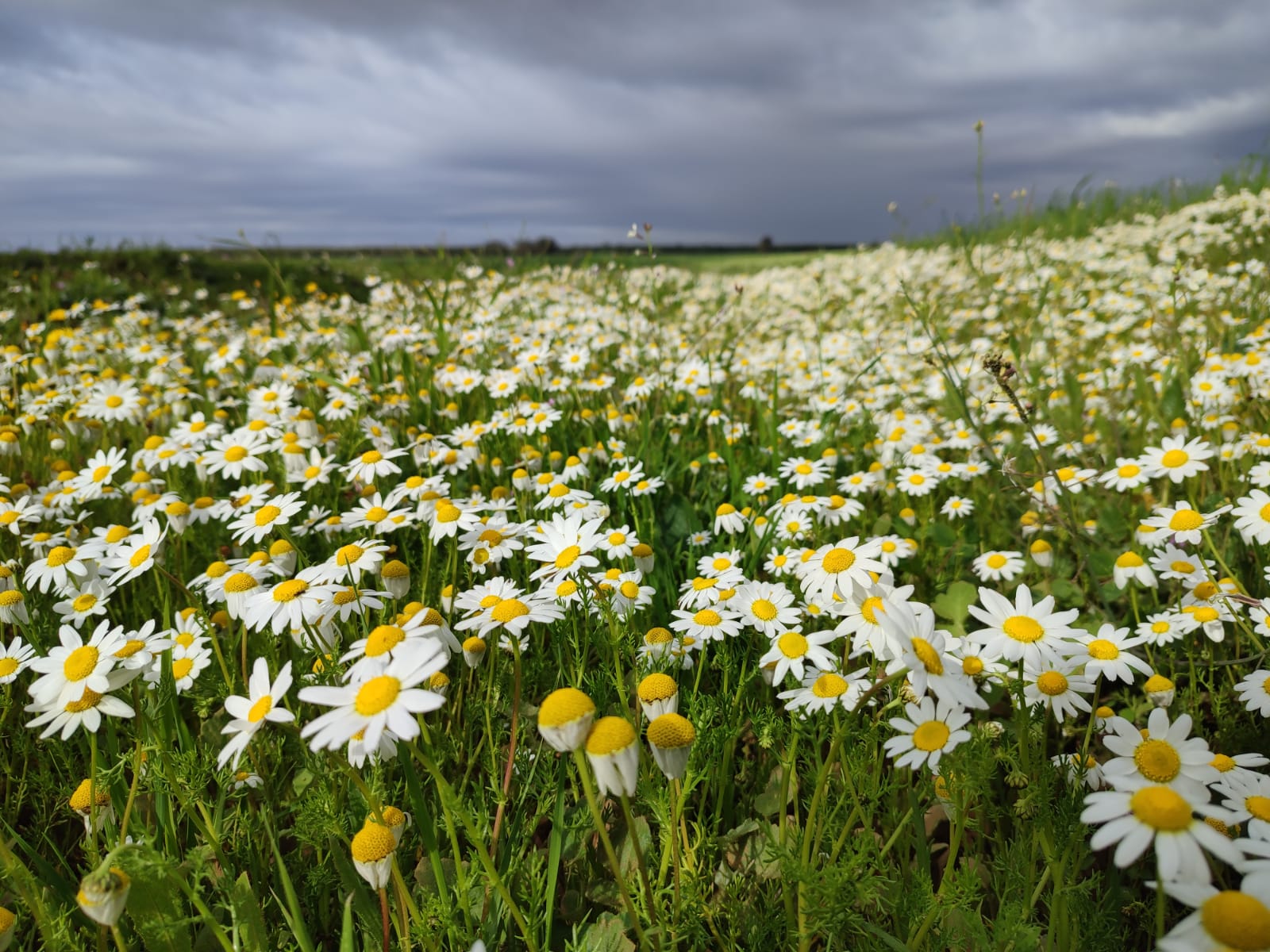 Les bienfaits de la Camomille 2023 - Domaines Amal